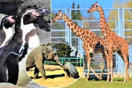 W Dzień Dziecka otwiera się śląskie zoo! - Park Śląski